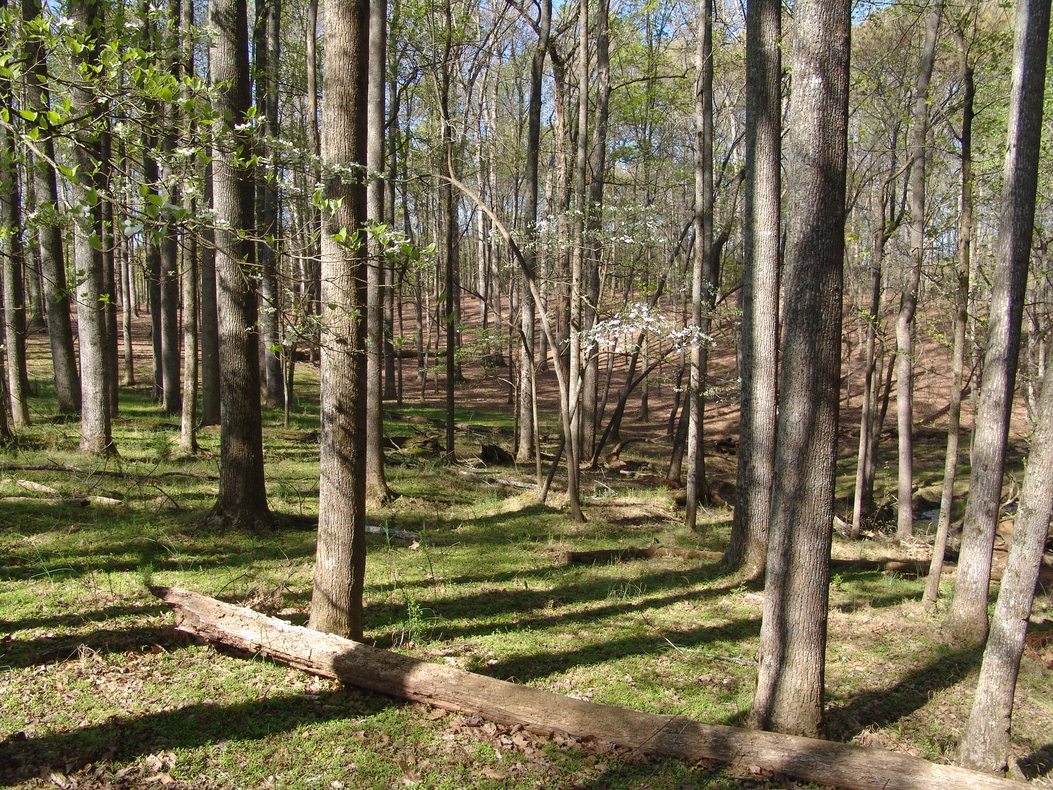 Ultimate Guide: Natural Burials | Natural Burial Information & Advice